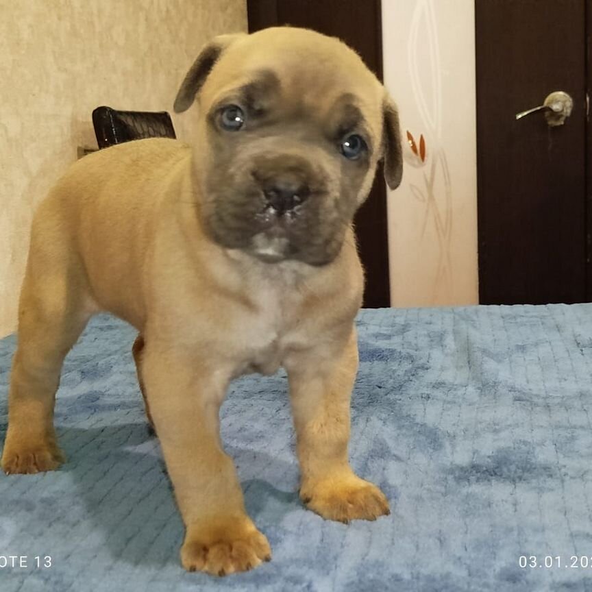 Щенки коне Корсо