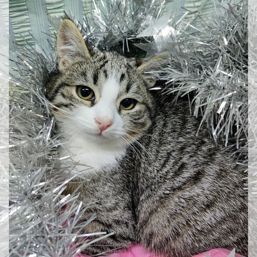 Котенок лапочка