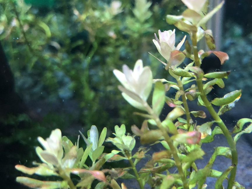 Прополка Ротала