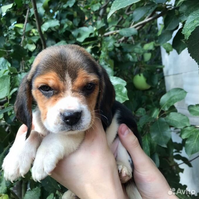 Щенки Бигль мальчики и девочки