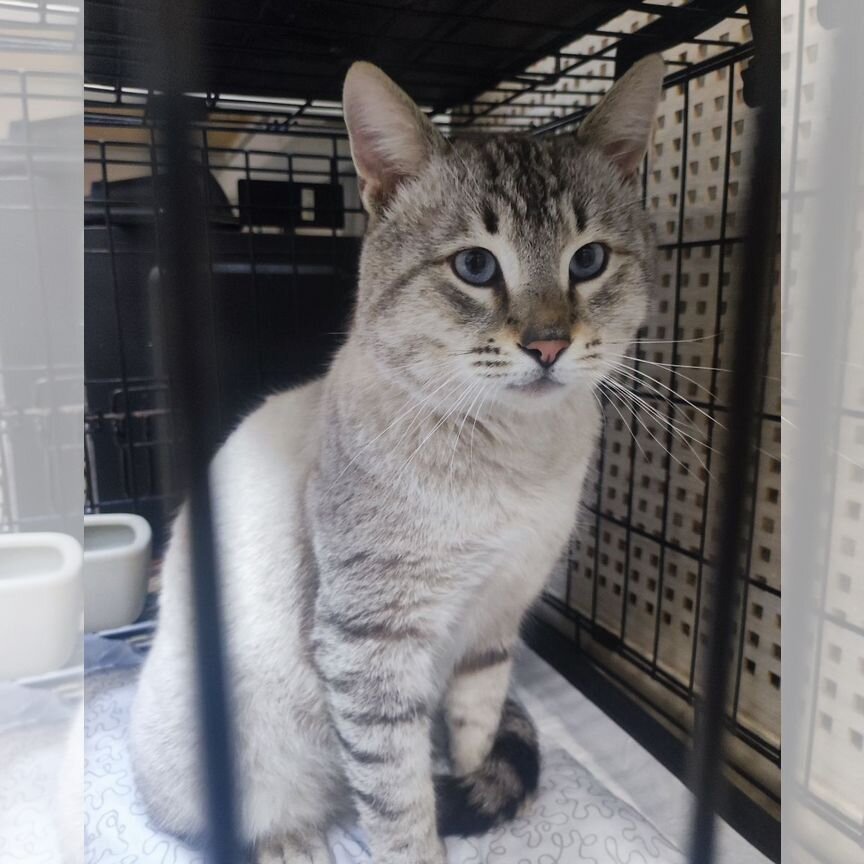 Тайский, взрослый кот