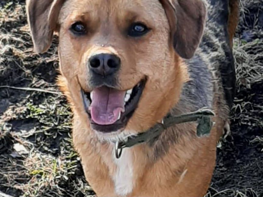 Ищу передержку или дом