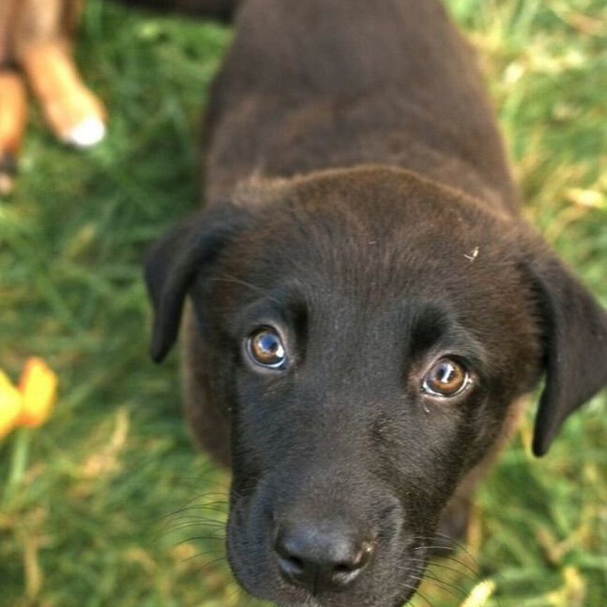 Щенки девочки-лапочки