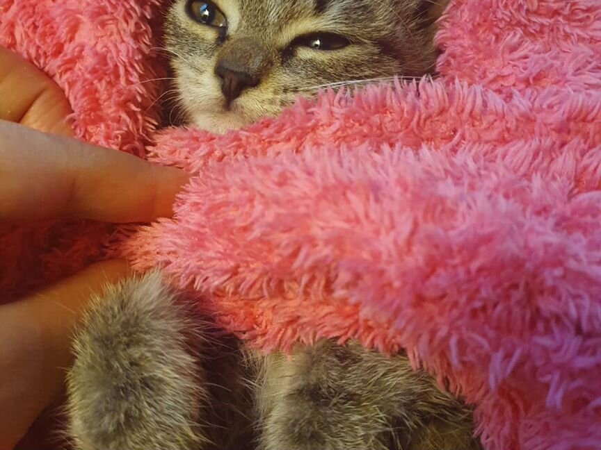 Котенок в добрые руки