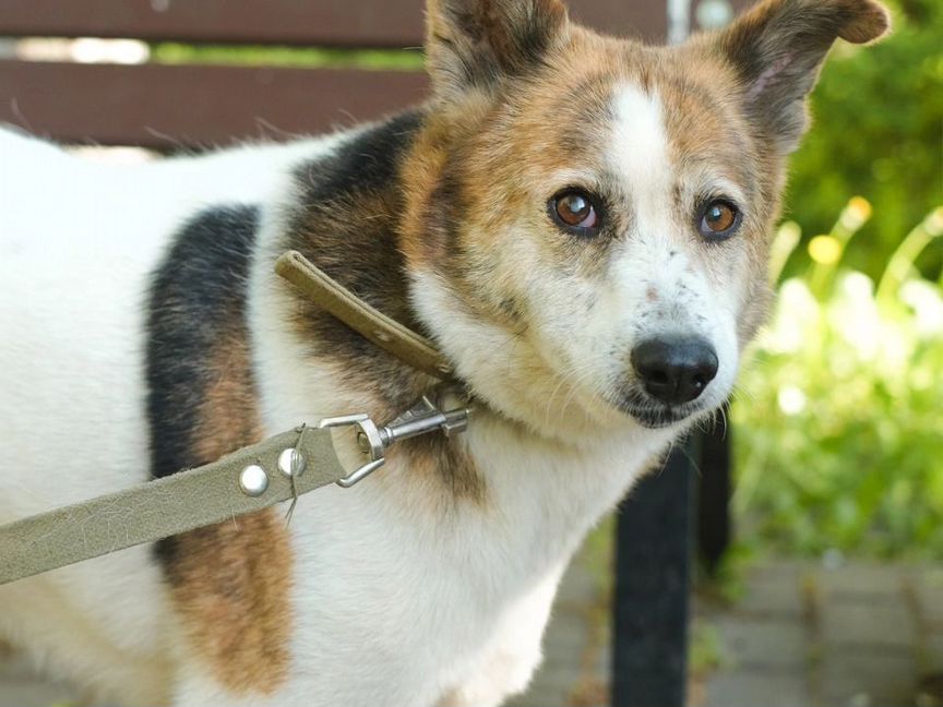 Тео: пережил многое, теперь в приюте