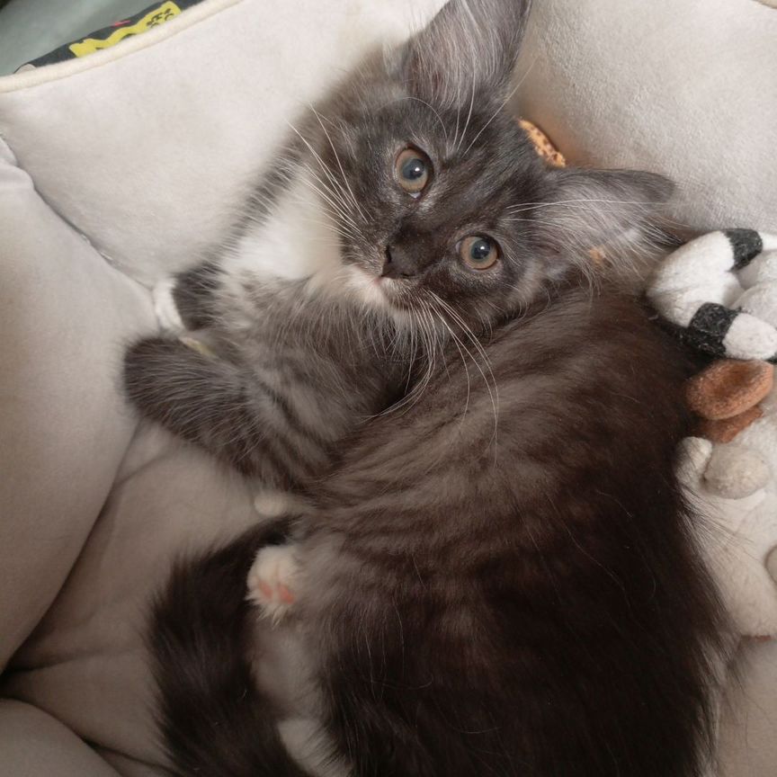 Котёнок 2.5 месяца мальчик