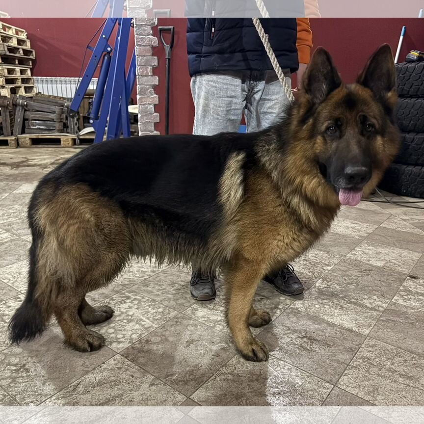 Немецкая овчарка найдена