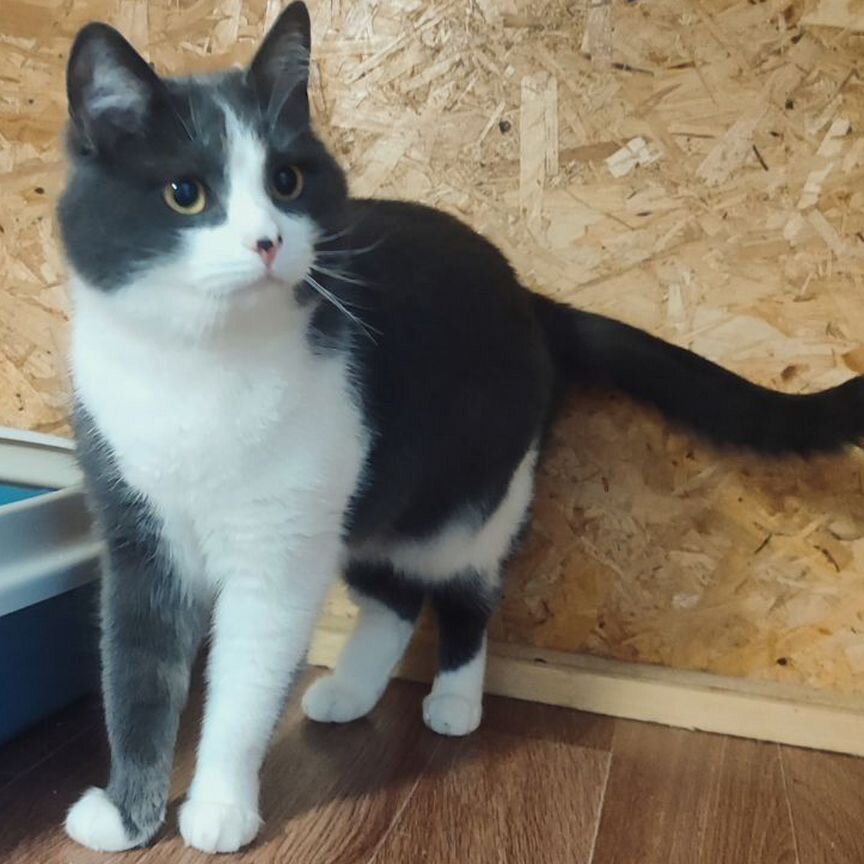 Взрослая, Девочка кошка в добрые руки