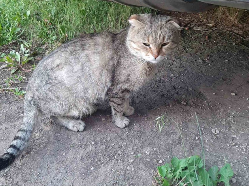 Потерялся кот