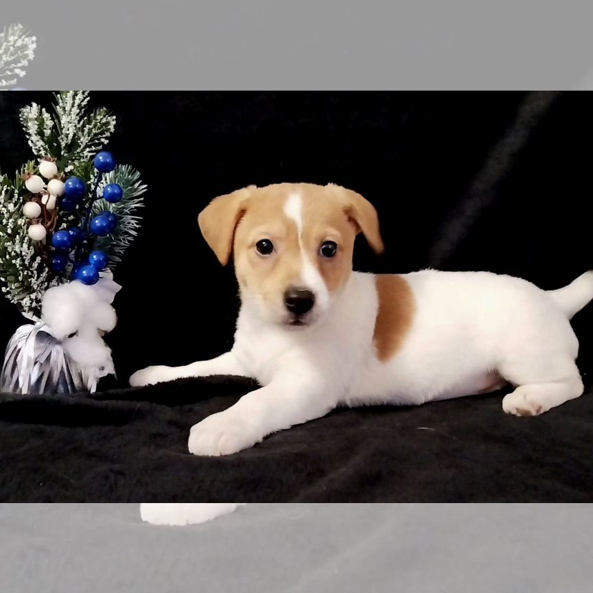 Джек-рассел-терьер, щенок