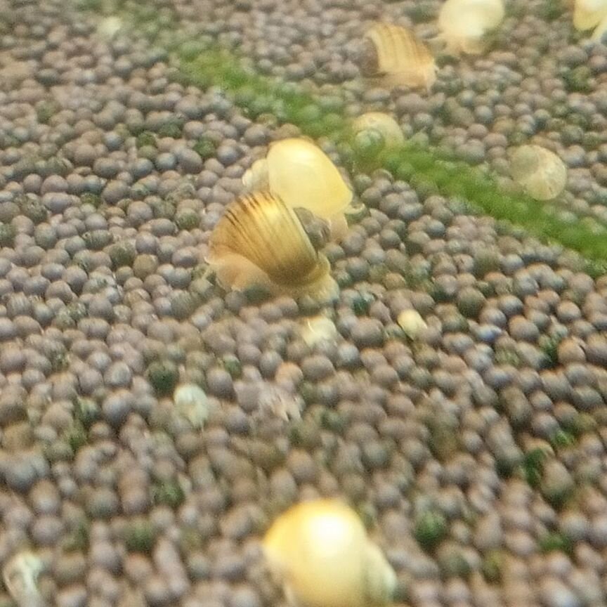 Улитки ампулярии