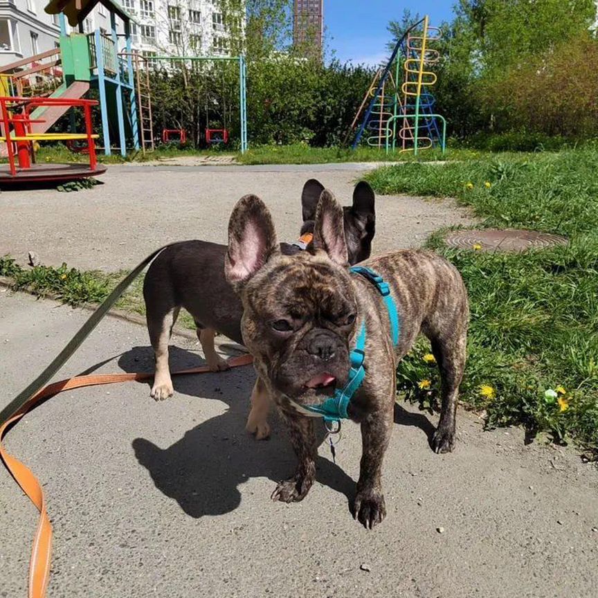 Французский бульдог вязка