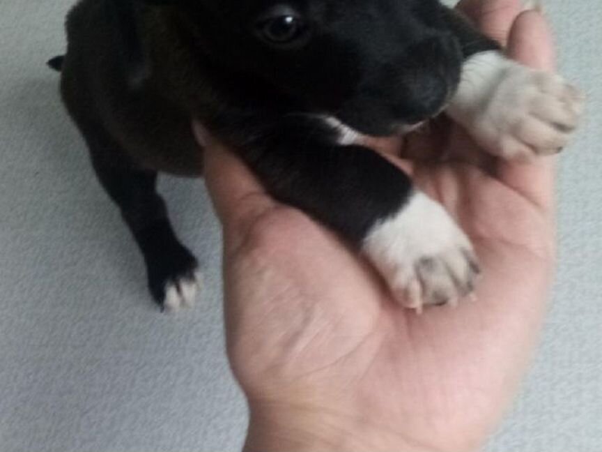 Той-терьер щенок