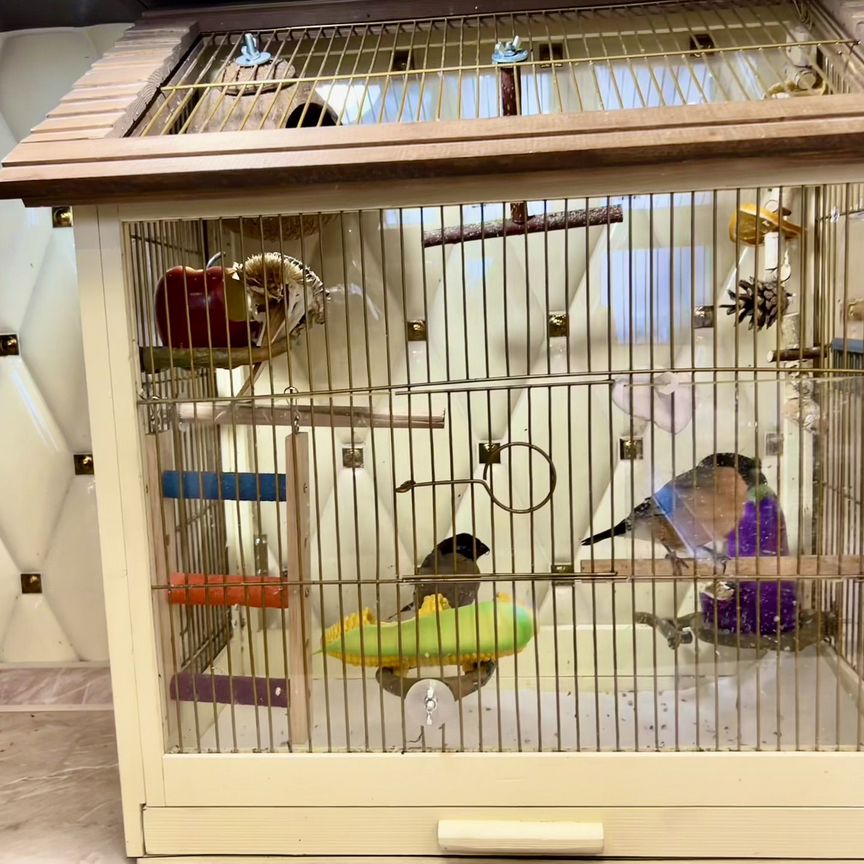 Пара снегирей