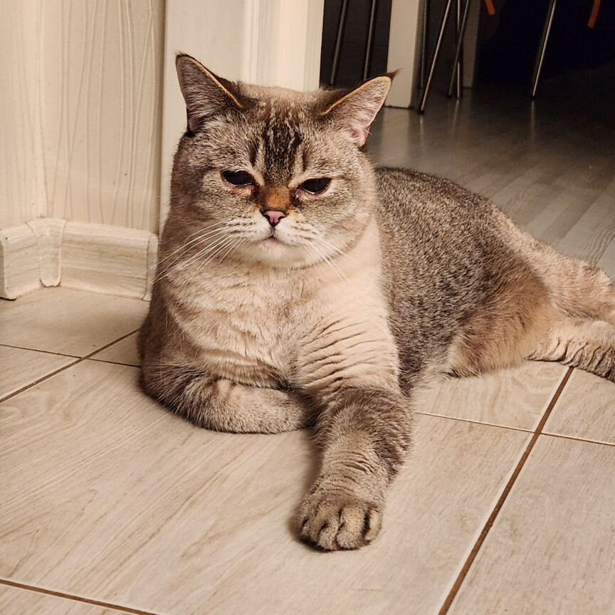 Британский кот