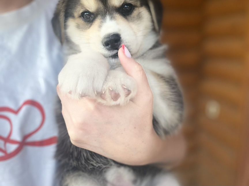 Бигль-хаски