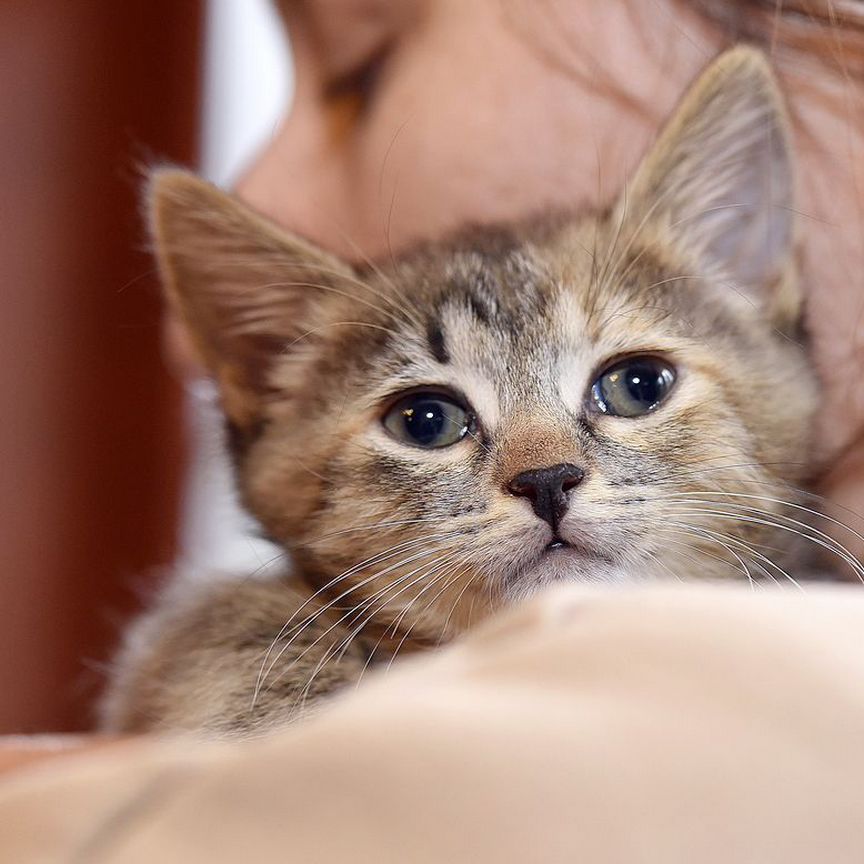 Котёнок в добрые руки