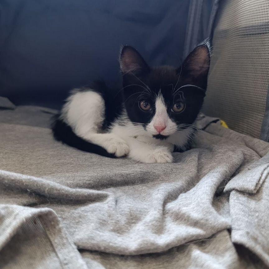 Отдам котенка в добрые руки