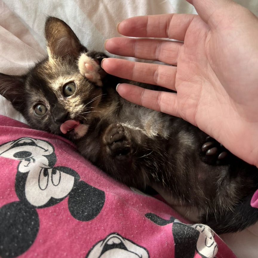 Котёнок в добрые руки