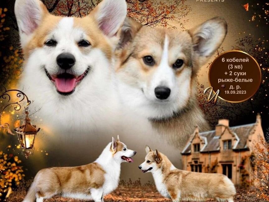 Элитные щенки корги