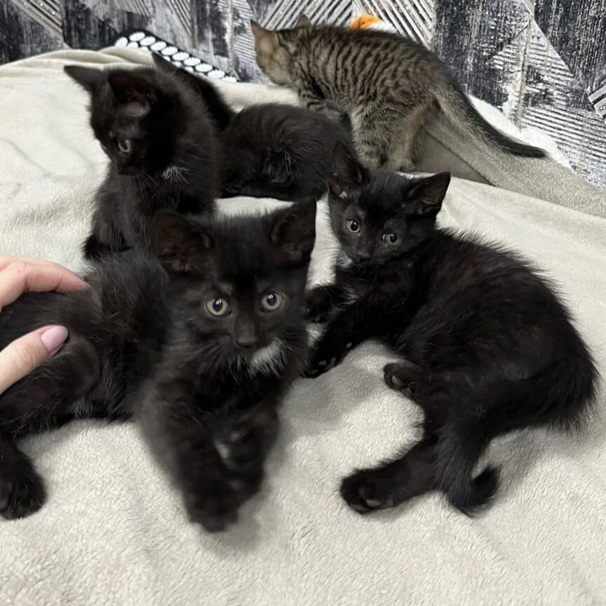 Котята в добрые руки бесплатно
