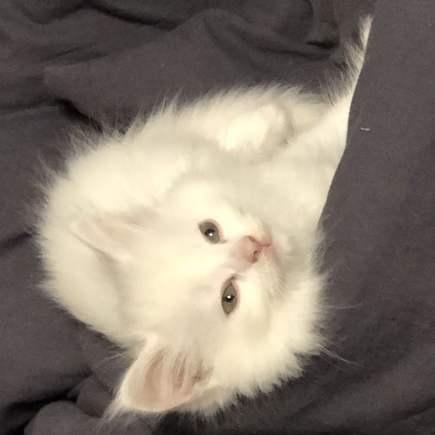 Белый котенок в добрые руки