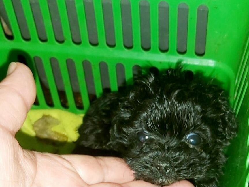 Щенки мальтипу