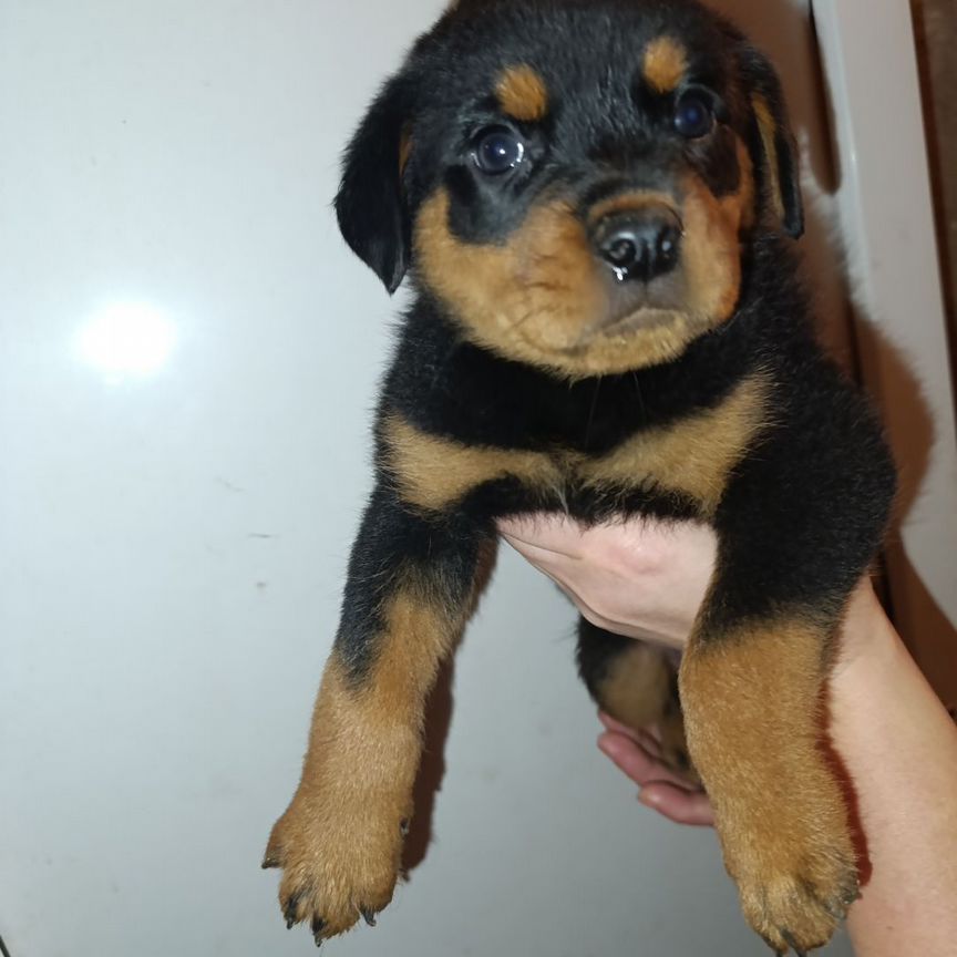 Щенки ротвейлера продажа