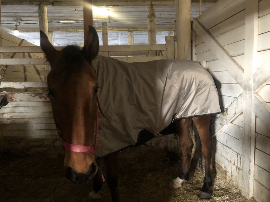 Попона эскадрон для лошади/обмен