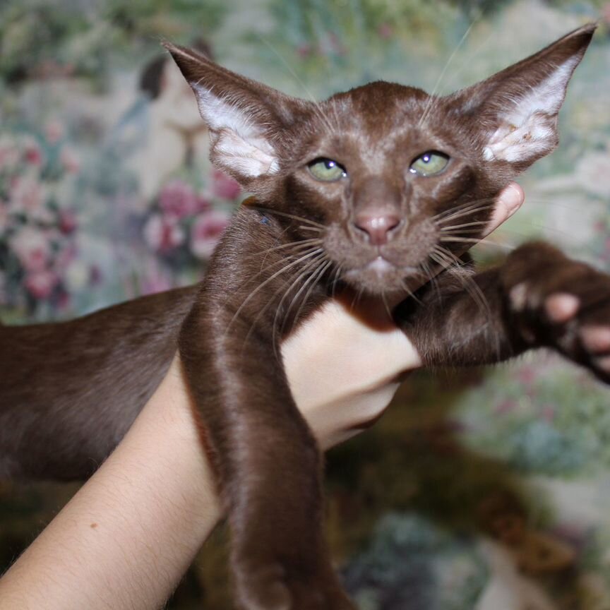 Шоколадное чудо