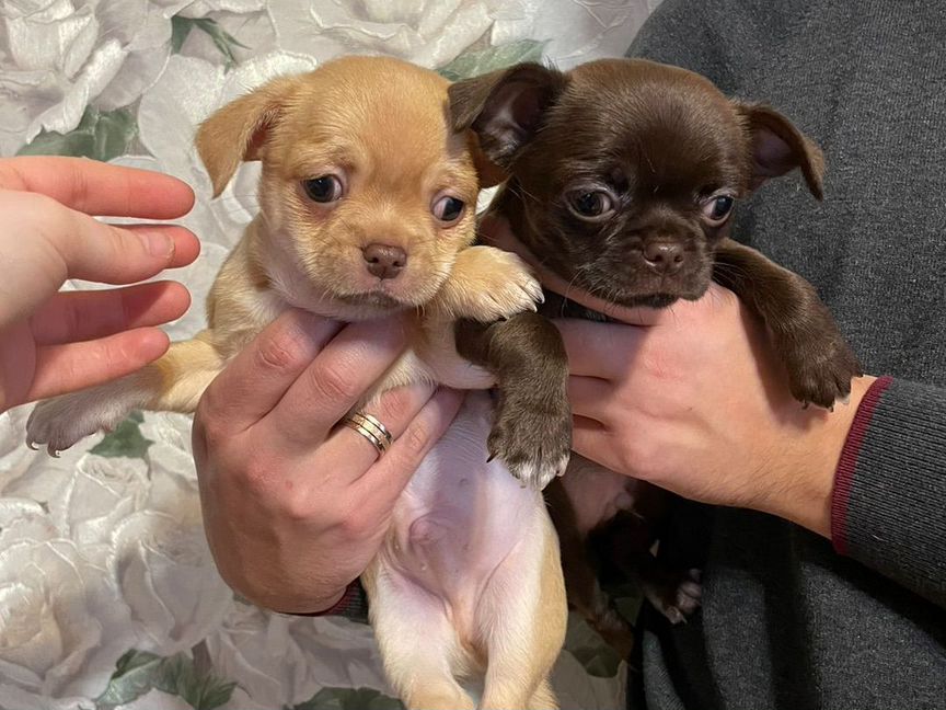 Мальчишки чихуахуа