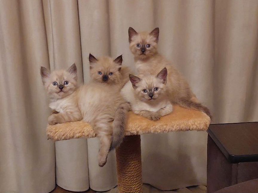 Тайские котята