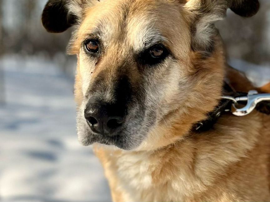 Взрослая и спокойная собака Таша