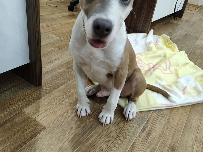 Щенок амстаффа 5 мес