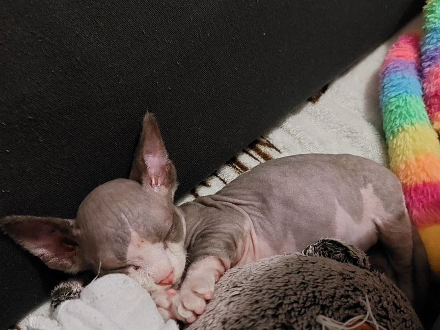 Канадский сфинкс