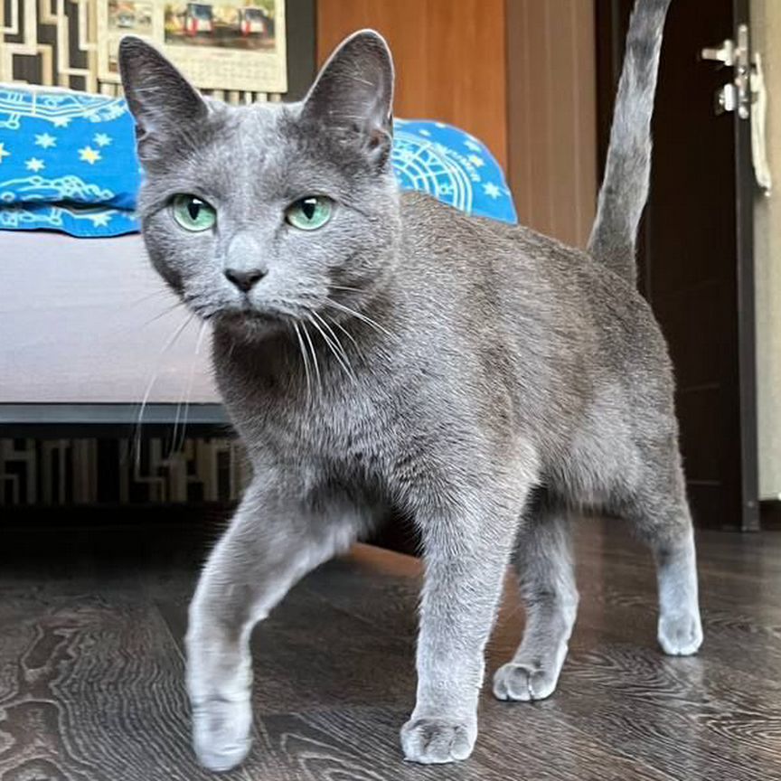 Русская голубая кошка, взрослая