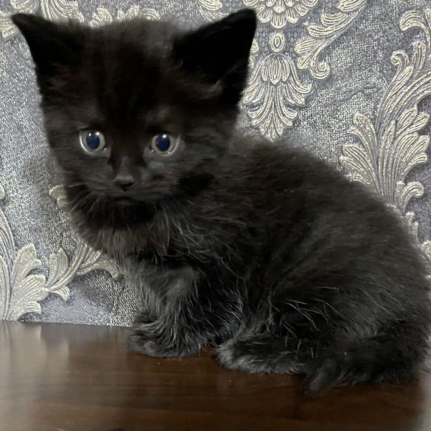 Шотландский прямоухий короткошёрстный котёнок