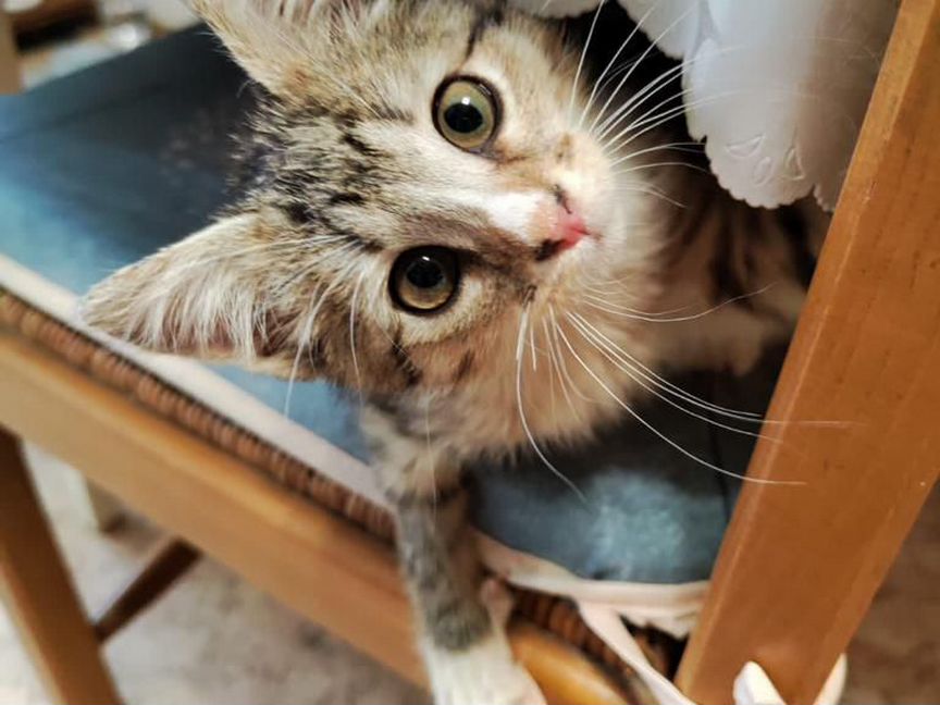 Котенок бесплатно
