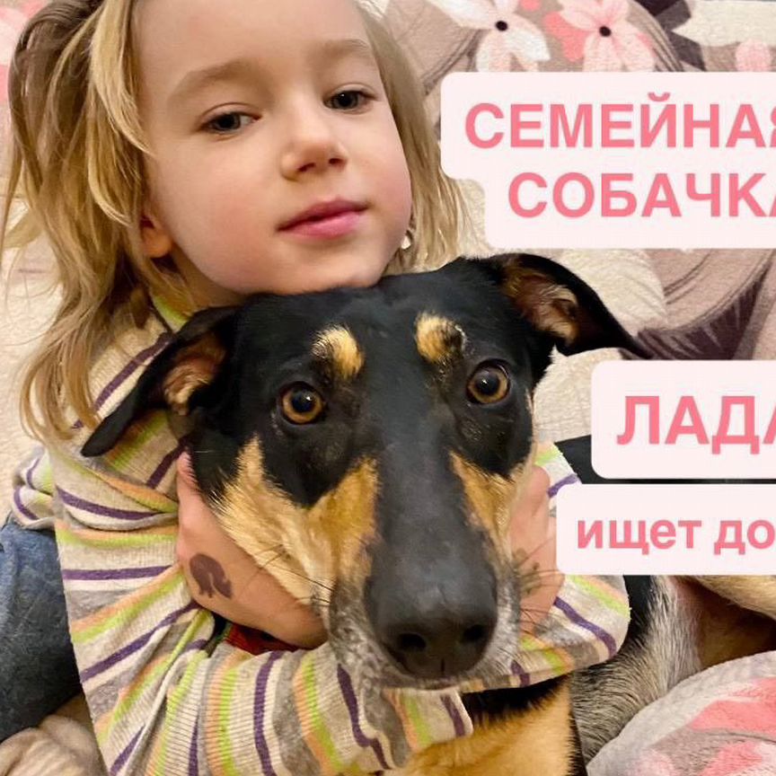 Цвергпинчер, взрослая собака