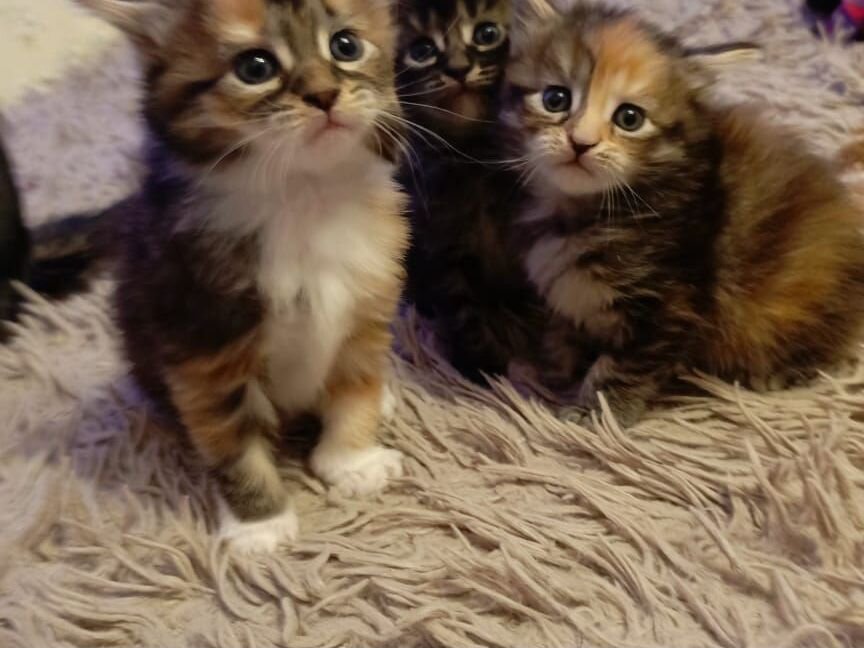 Котята мейкун