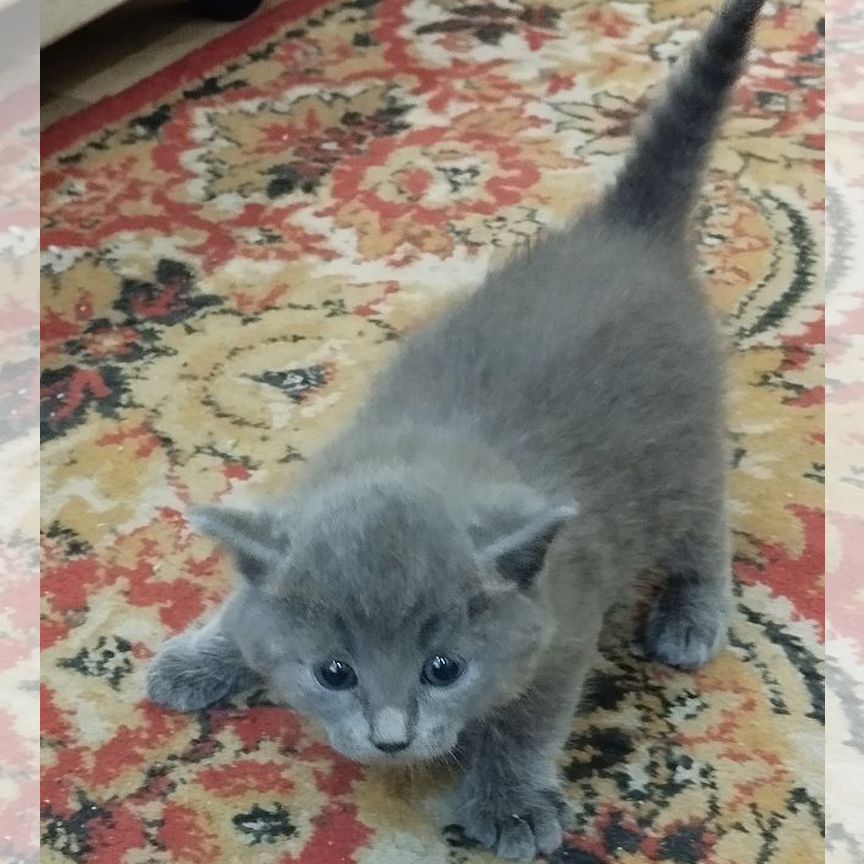 Котёнок в добрые руки