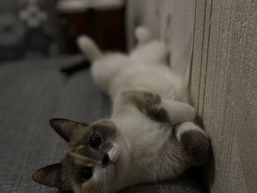 Сиамские кошки бесплатно