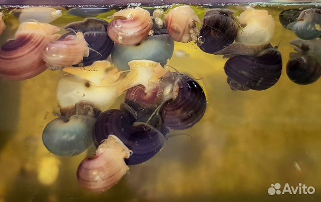 Улитки Ампулярии Опт