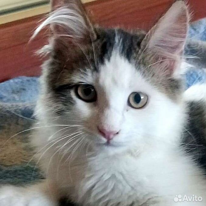 Котята ушки с кисточками