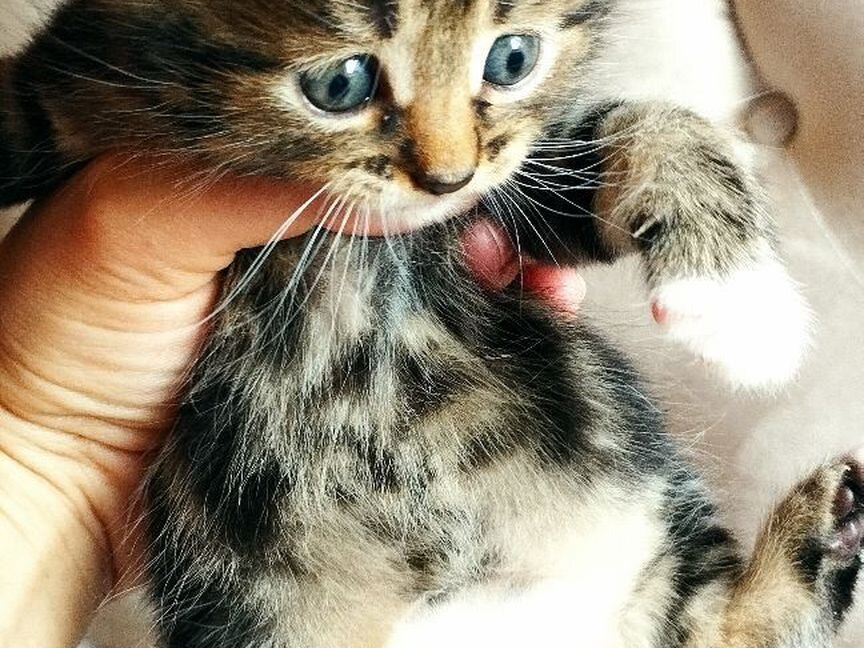 Милый полосатый котёнок