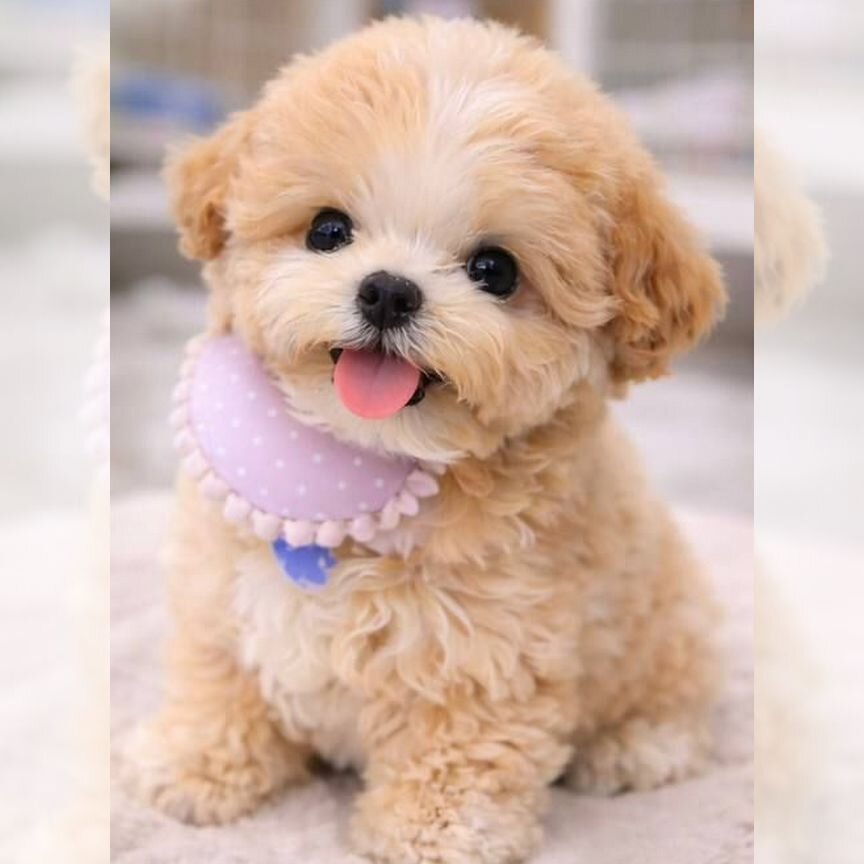 Мальтипу, щенок