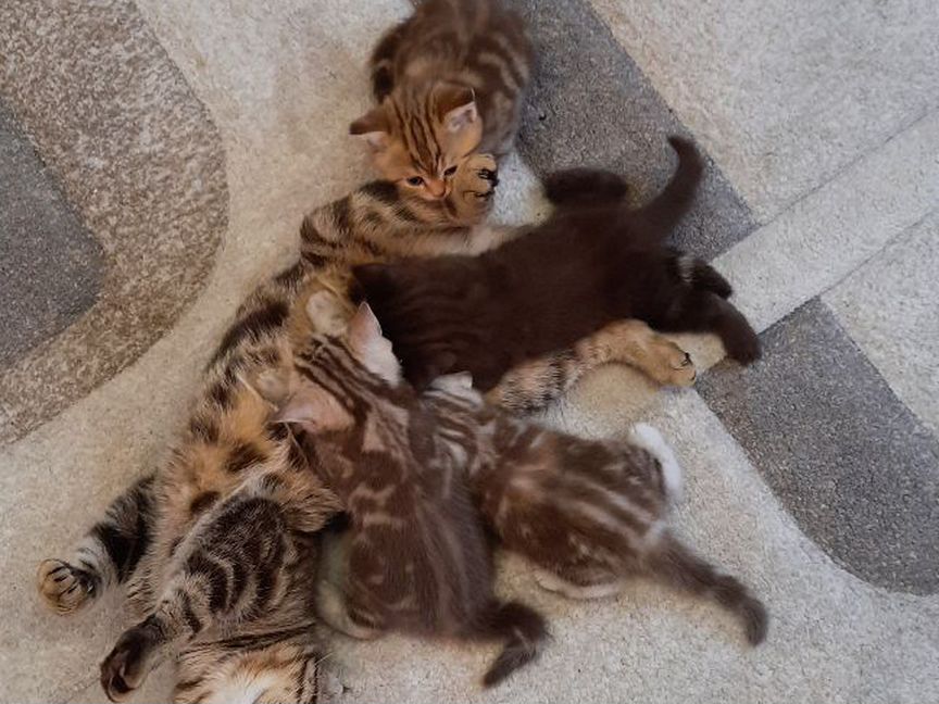 Шотландские котята