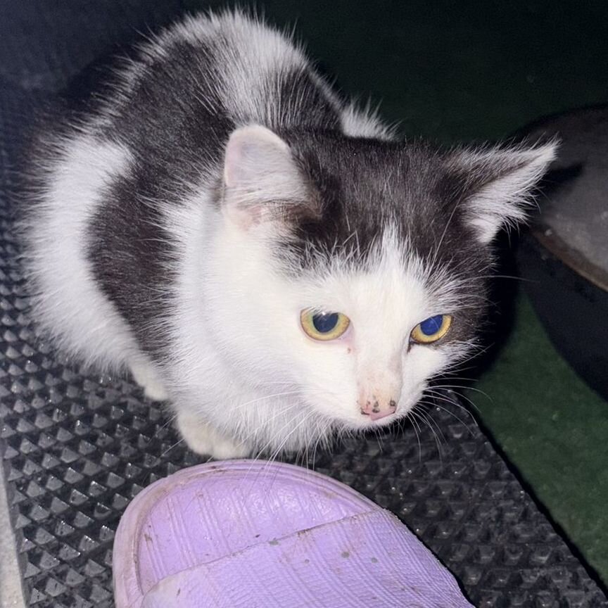 Котёнок в добрые руки