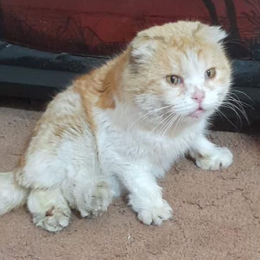 Шотландский вислоухий короткошёрстный, взрослый кот