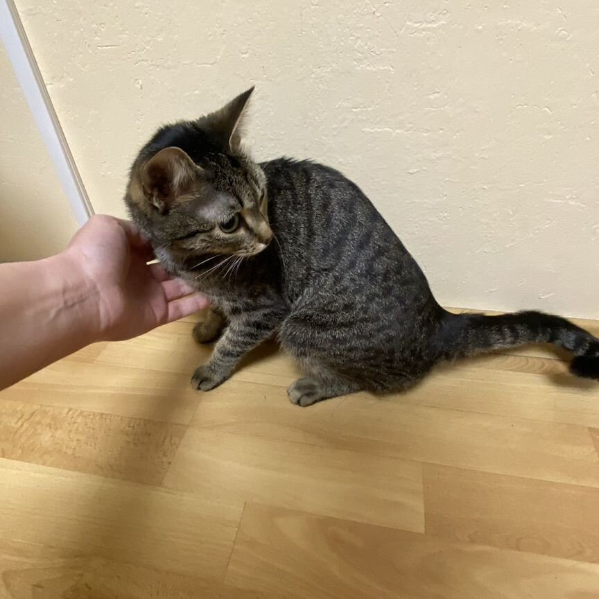 Кошка в добрые руки